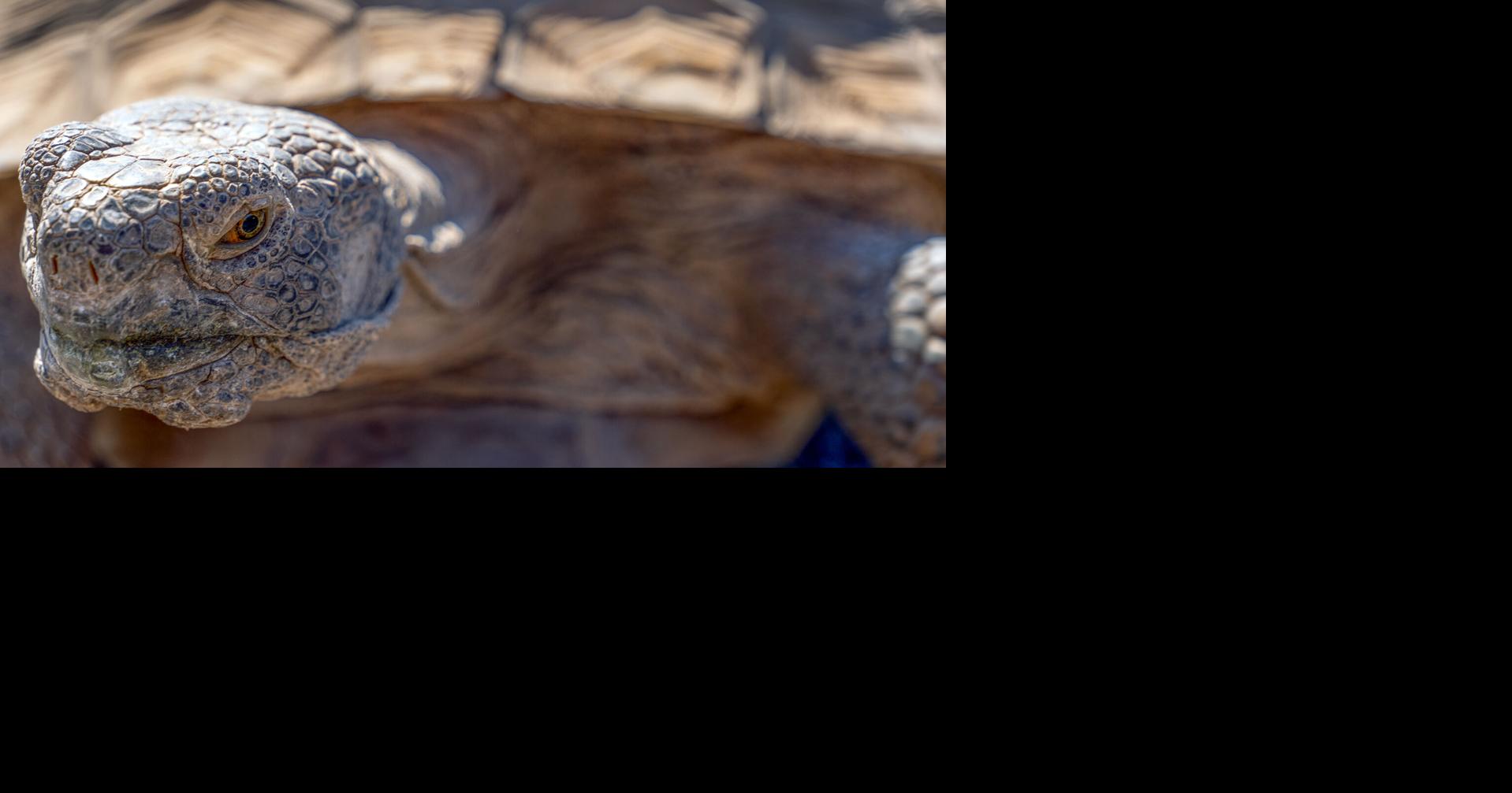 Letter to the Editor: 'Follow the money' on Southern Utah's ...