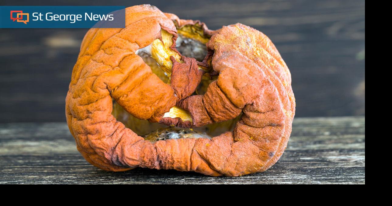 Jack-o’-lanterns: Prevent your carved creation from becoming a fungal fiasco | Home and Garden ...