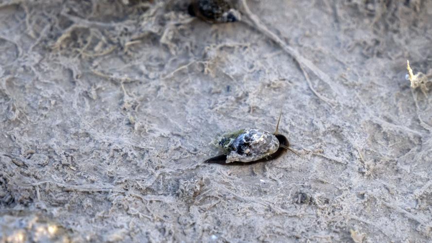 Got snails? Southern Utah biologists say they could be invasive | Local ...