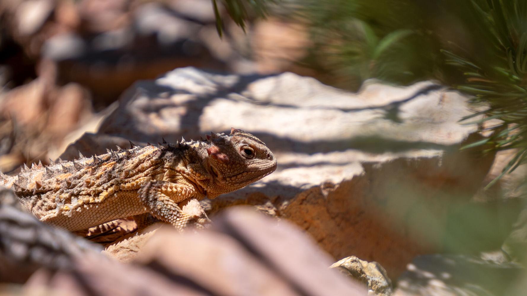 Discover the Desert: Pink Cliffs and Zion views make this Kane County ...