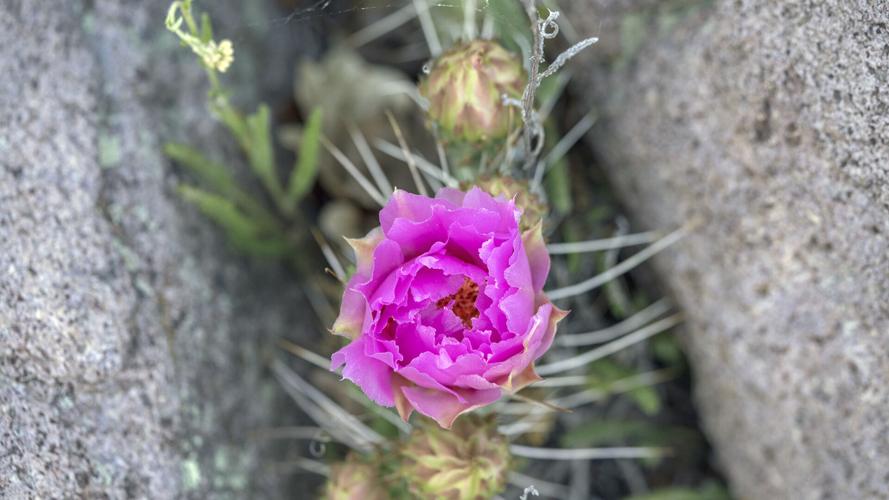 Photo gallery: It’s not too late to stop and smell the Southern Utah ...