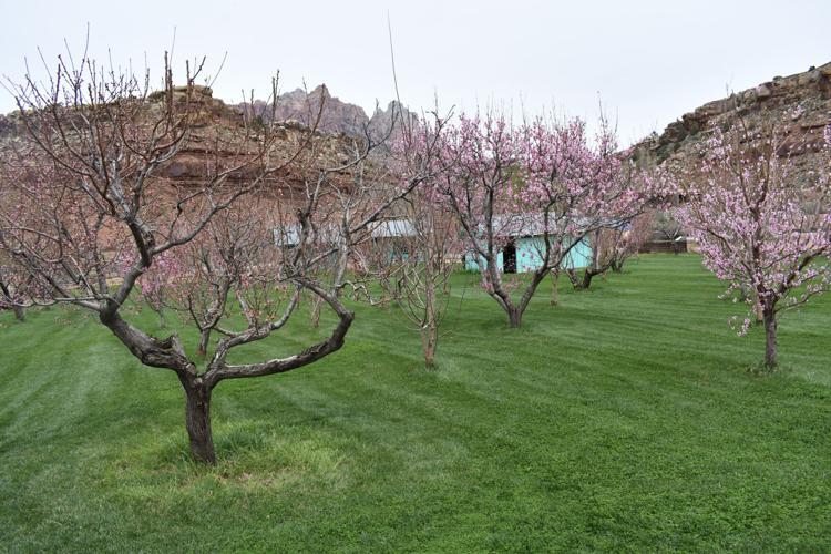 Rockville day; from water travails to sorghum production to an iconic ...