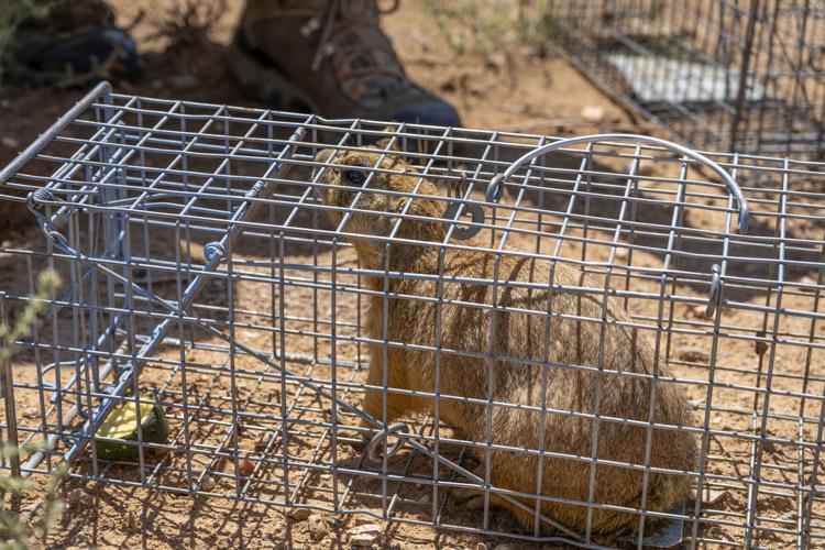 ‘It’s a win-win’: Utah DWR traps prairie dogs in Cedar City, sets them ...