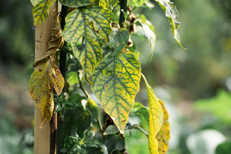 Is this happening to your trees? Here's what you can do. | Home and ...