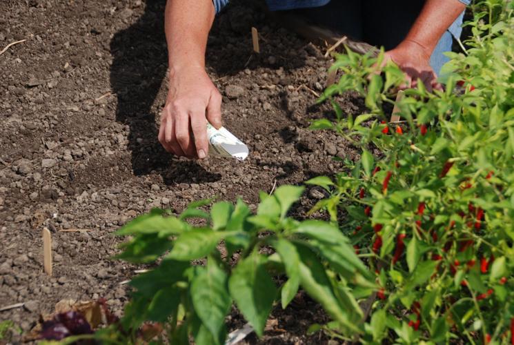 Maximize your Southern Utah harvest with succession planting | Home and ...