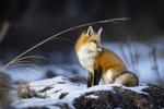 Ice age fox 'Roxy' discovered in Utah's Uinta Mountains | News ...