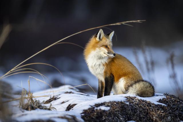 Ice age fox 'Roxy' discovered in Utah's Uinta Mountains | News ...