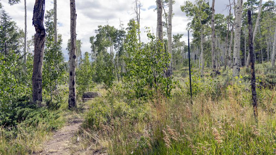 How can tracking deer benefit Fishlake National Forest’s Pando clone ...