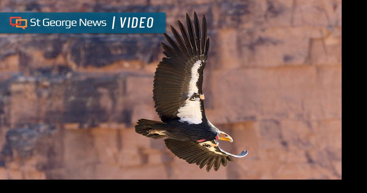 Condor check stations: Southern Utah hunters can help condors and win ...