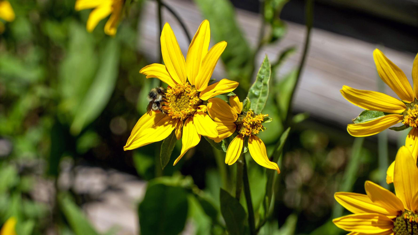 Photo gallery: Cedar Breaks Wildflower Festival marks 20 years of ...