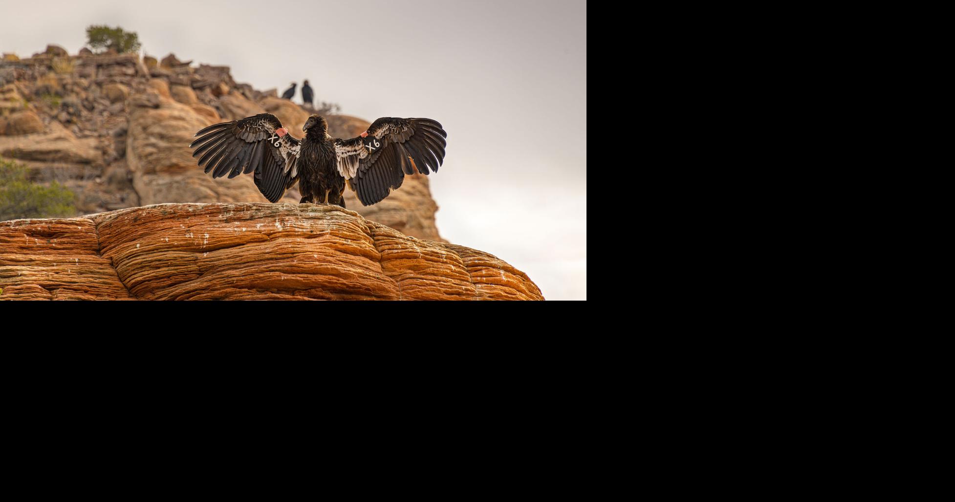 4 California condors to take flight at Vermilion Cliffs during release ...