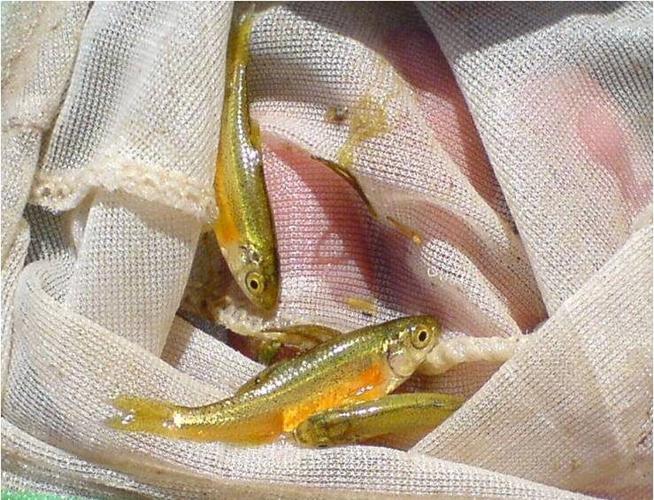 Environmental group says small fish may catch extinction from Pine ...