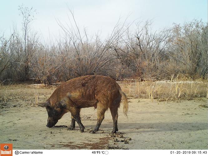 Utah lawmakers weigh aerial hunting expansion, tougher feral swine ...