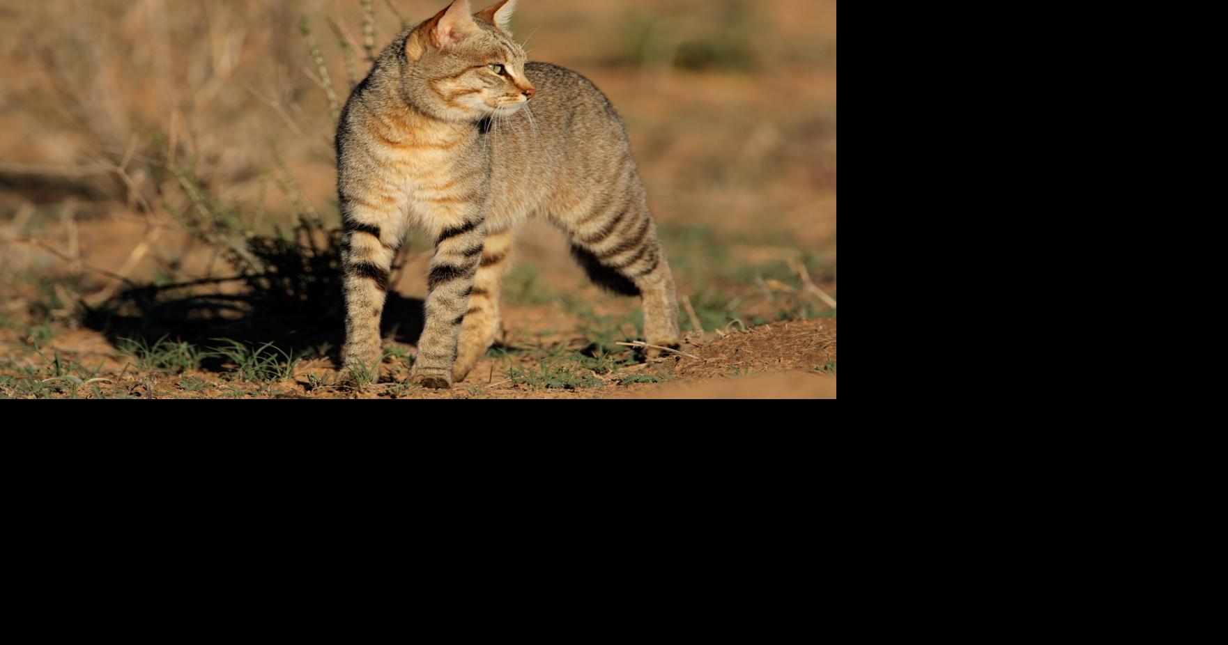 International Cat Day: How cats first finagled their way into human ...
