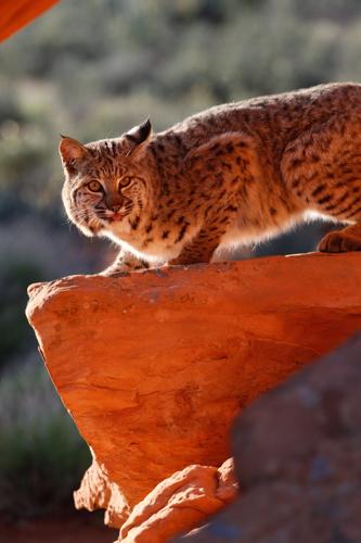DWR seeks public input on proposed changes to cougar, bobcat hunts ...