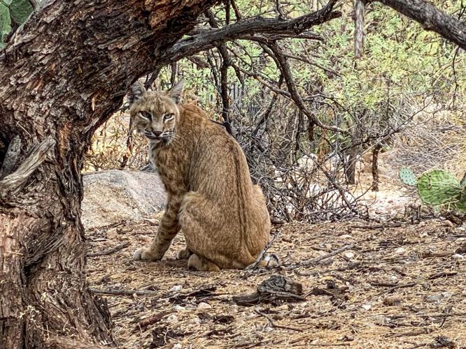 Rodent poison is killing wildlife in Grand Canyon National Park | Life ...