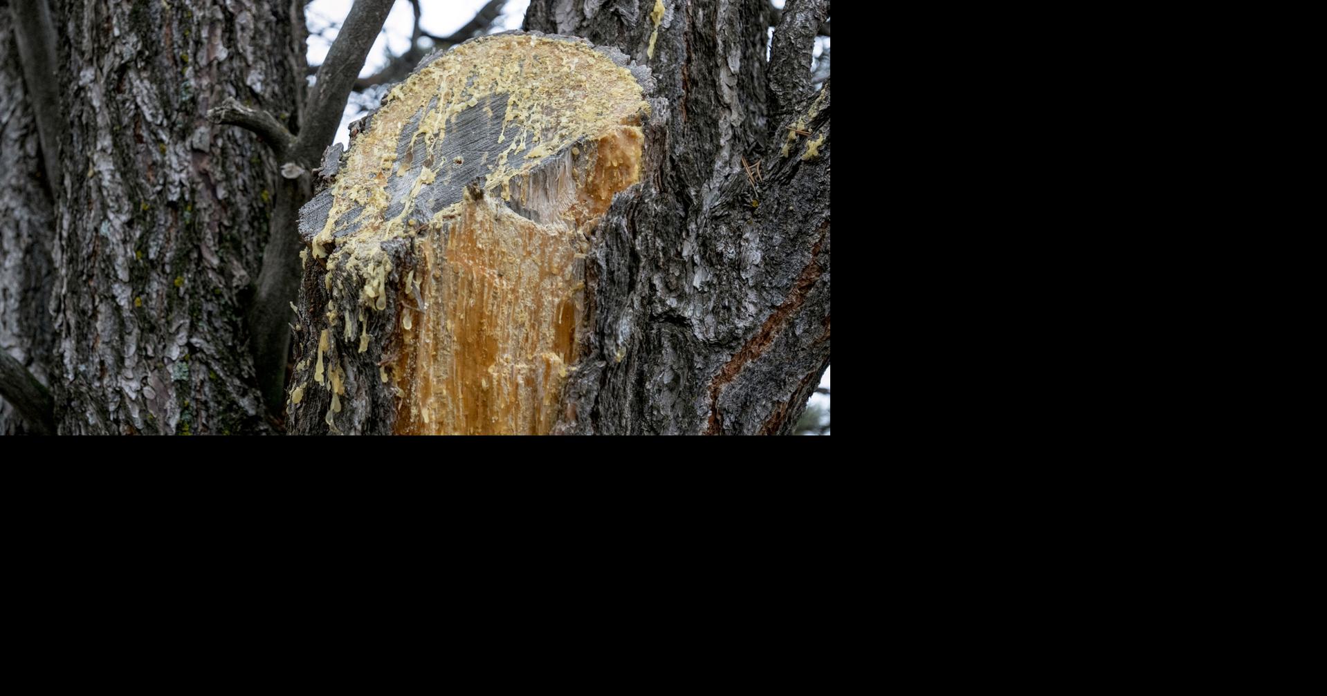 Safeguarding old-growth forests: Federal initiative could bring change ...