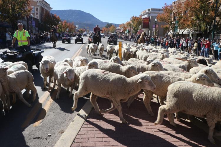 Video, photo gallery: Cedar City’s annual sheep parade | Events ...