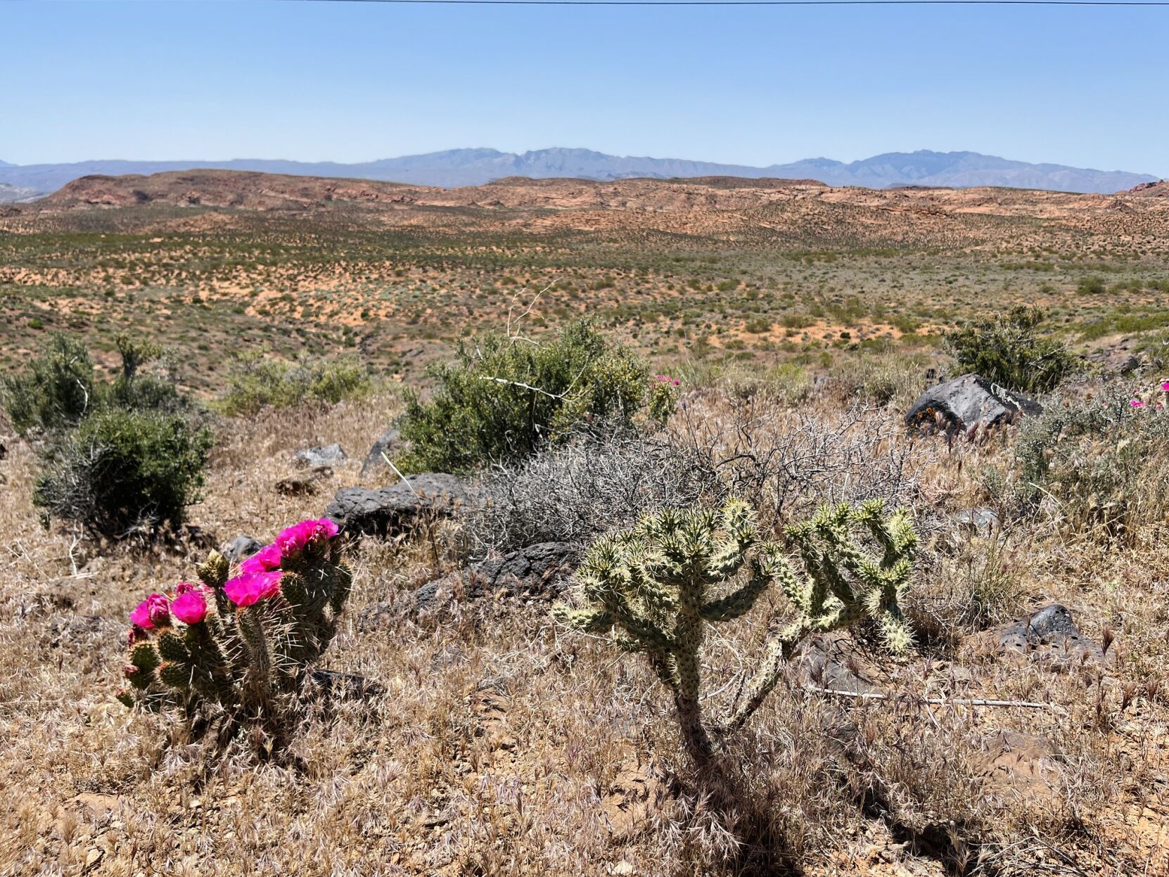 Stewards discuss 'how to live in harmony' with Southern Utah's foxes ...