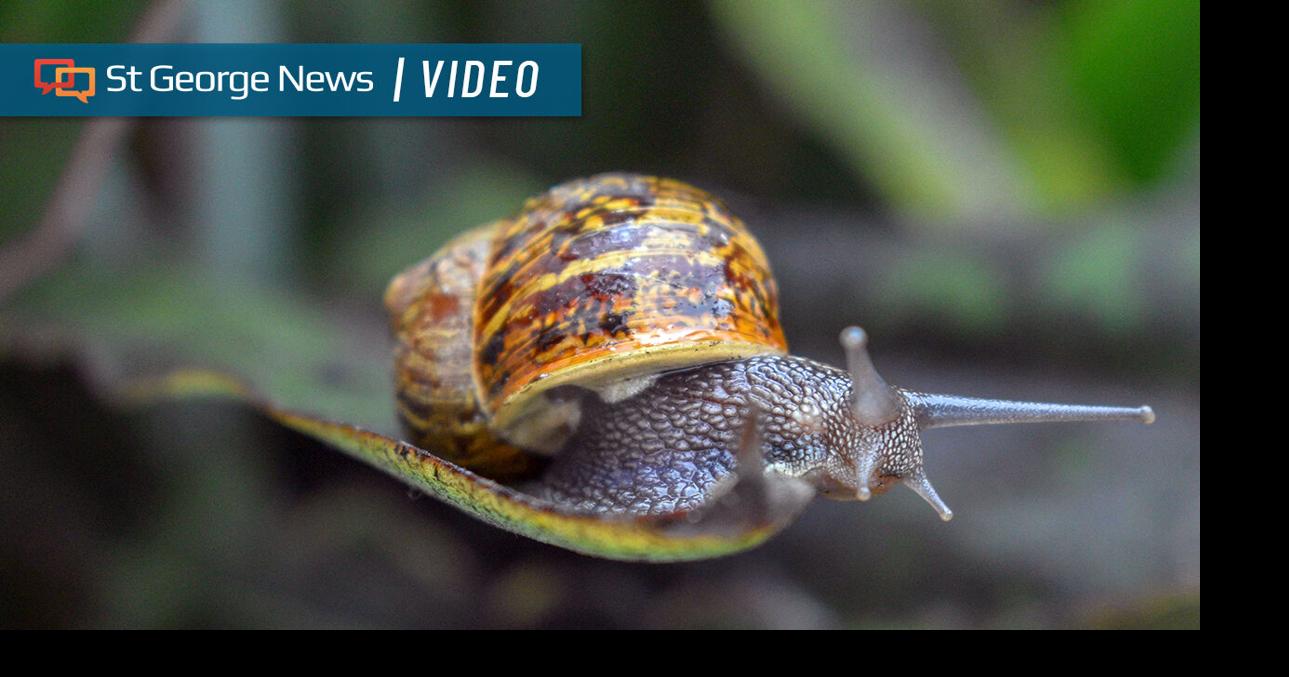 Got snails? Southern Utah biologists say they could be invasive | Local ...