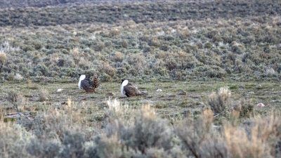 Strutting under a rising sun, Iron County’s sage-grouse look for love ...