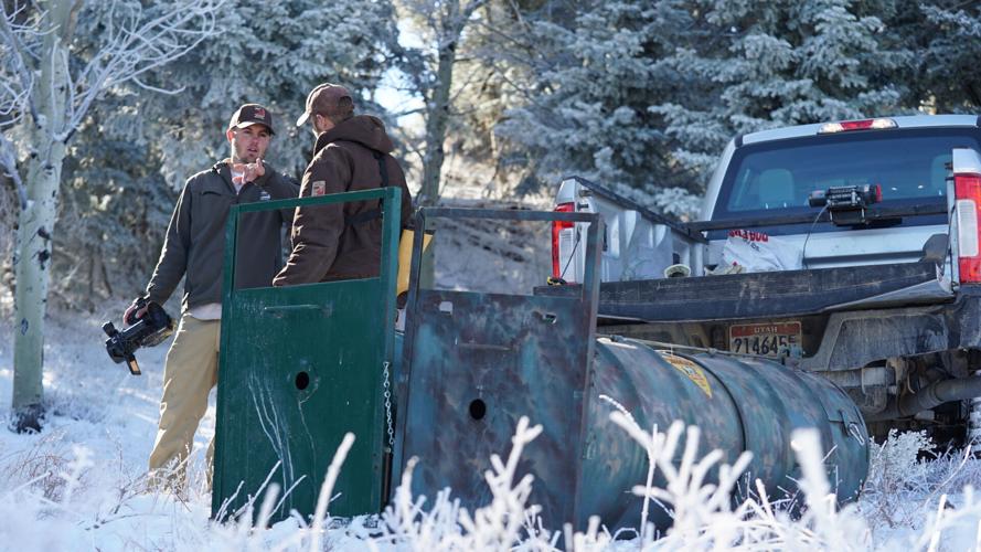 Orphaned bear cubs find their way back into the mountains, with a ...