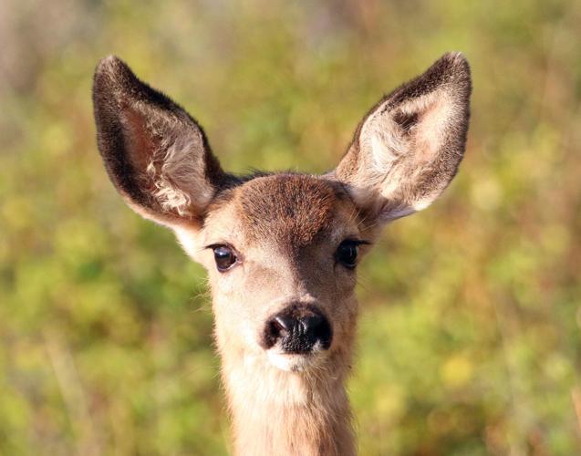 From pocket gophers to skunks: Southern Utah's backyard animals are ...
