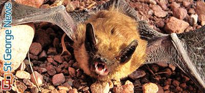 Bats at Grand Canyon test positive for rabies, human contact ...