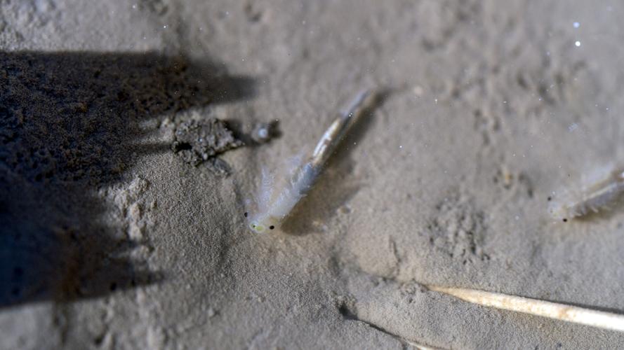 Southern Utah’s potholes host a surprising secret: aquatic ‘time ...