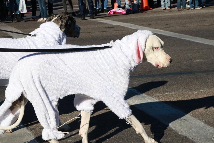 Hundreds of sheep parade down Cedar’s Main Street during livestock ...