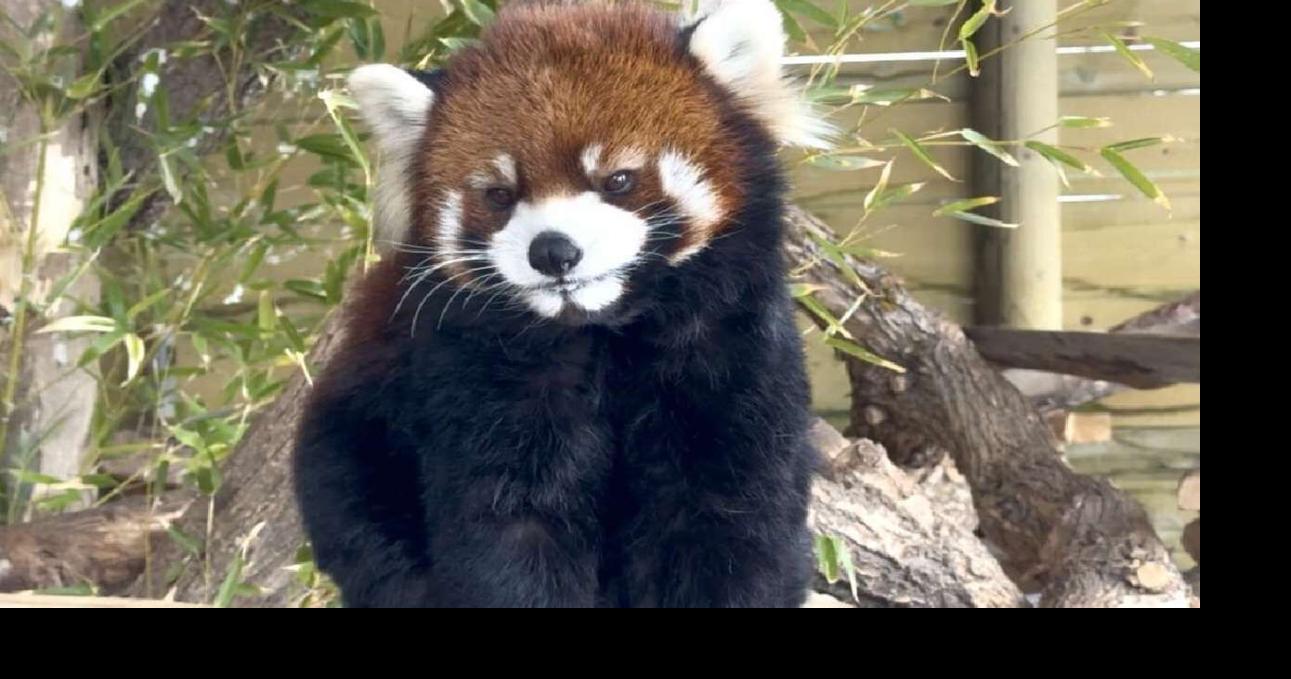 8-year-old Chinese red panda dies at Utah's Hogle Zoo | News ...