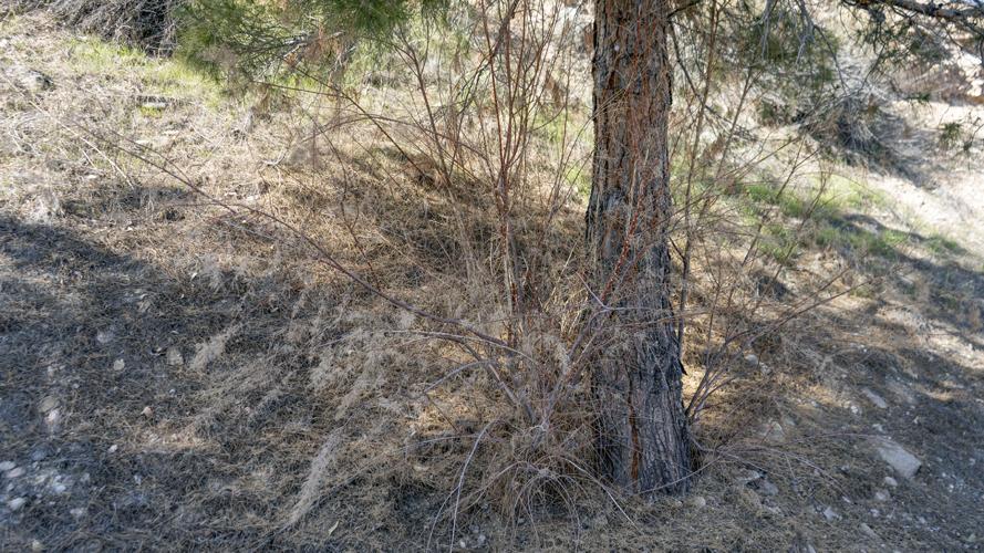 Local nonprofit, woodturners join forces to rid Southern Utah of ...
