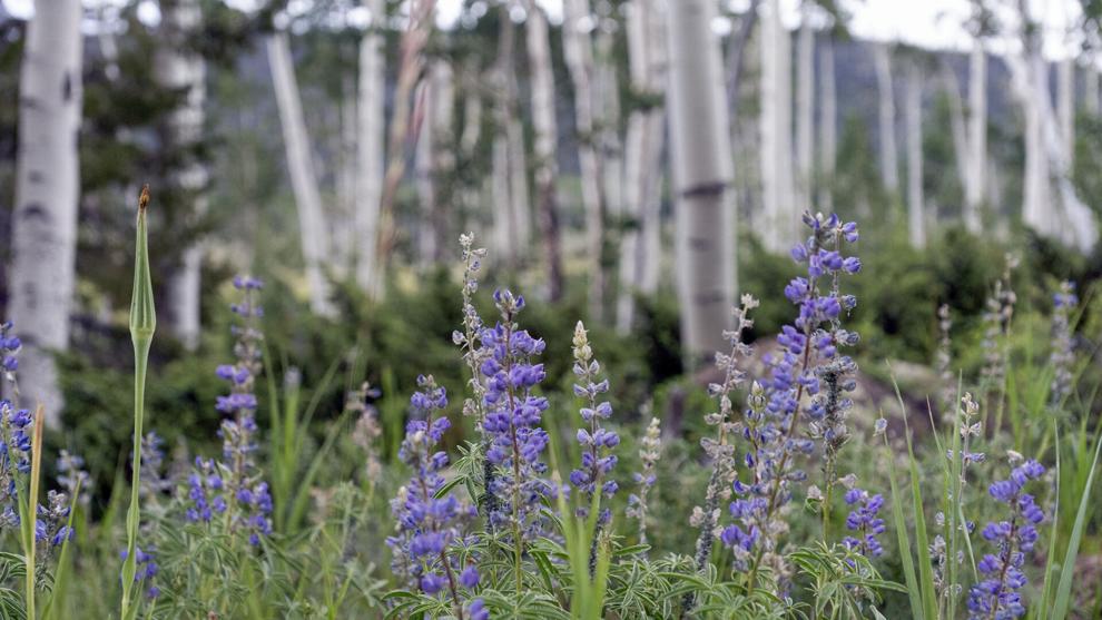 Can Pando survive? PBS documentary explores unique nature, fate of ...