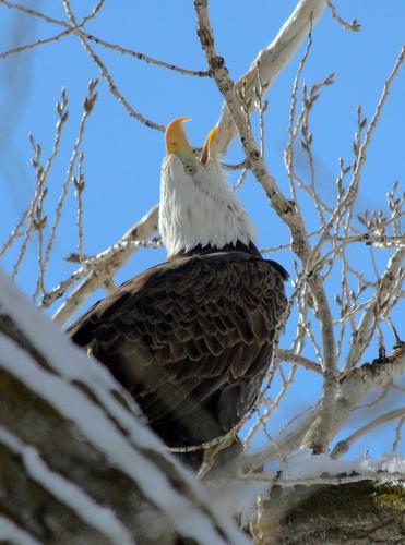 How to get a peek at Utah's bald eagles this February | News ...