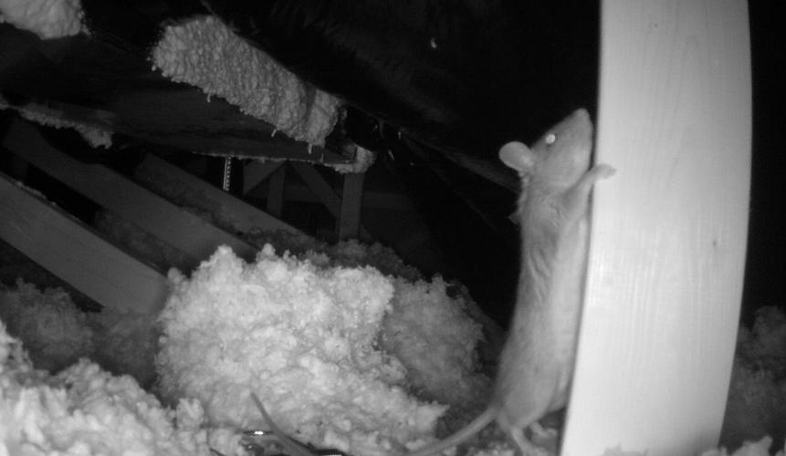As St. George grows, so do rats, bringing damage and health concerns ...