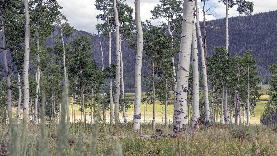 Pando’s voice: Unveiling the acoustic wonders of Southern Utah’s most ...