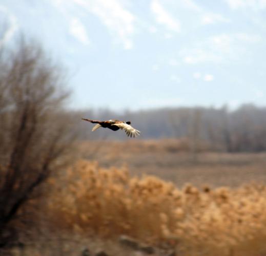 More than 13,000 pheasants released in Utah | Local News | stgeorgeutah.com