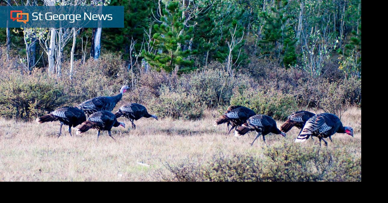 Here’s what Utah hunters should know for the spring turkey hunts ...