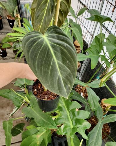 Hurricane woman shares love of rare, exotic plants with growing ...