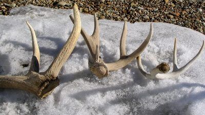 Want to gather shed antlers this season? Here’s what Southern Utahns ...