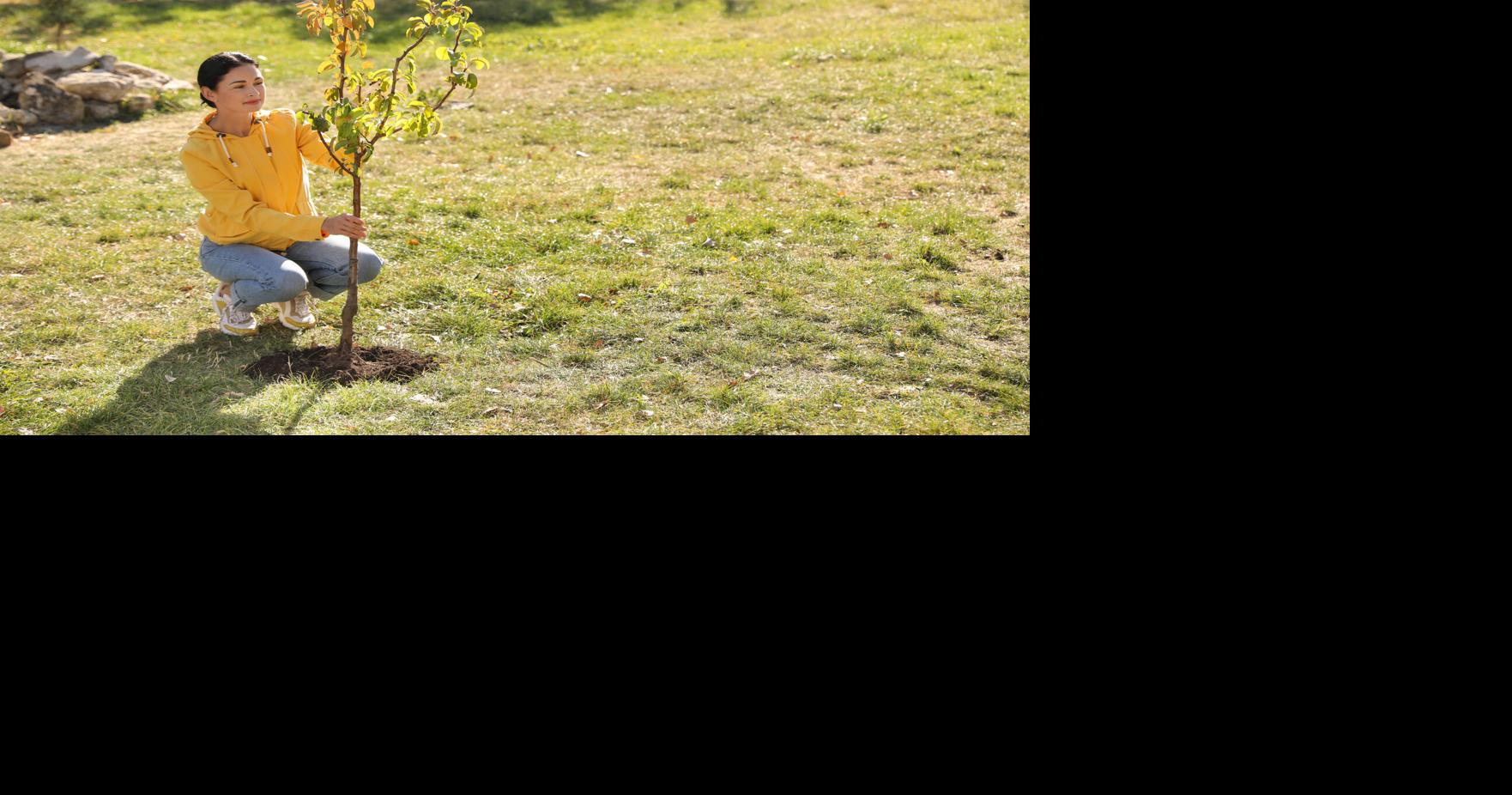 National Arbor Day: How to plant and care for trees the right way ...