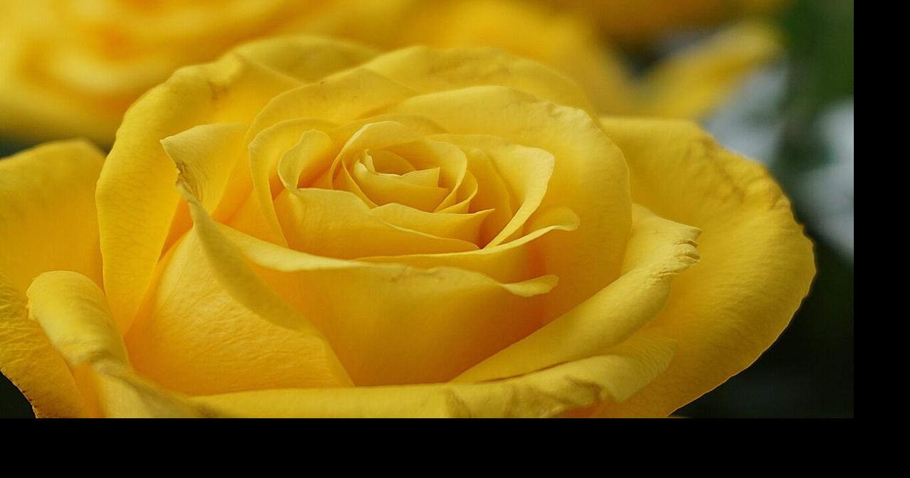 Treina Jean Stauffer | Obituaries | stgeorgeutah.com