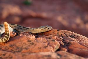 What to know about rattlesnakes in Utah and how to stay safe | Life ...