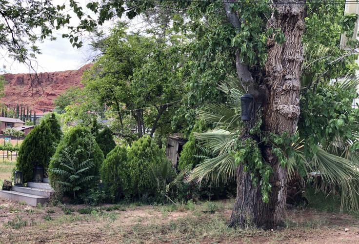 Lighting strike possible cause of downtown St. George tree fire | Flood ...