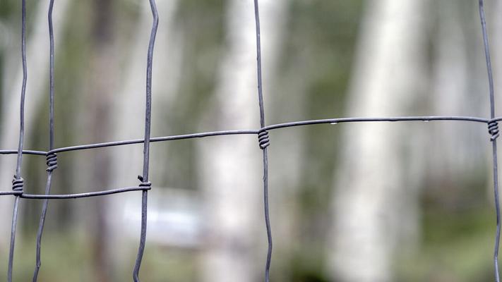 Can Pando survive? PBS documentary explores unique nature, fate of ...