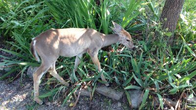 Don’t let deer ruin your hydrangeas. Apply these proven methods to ...