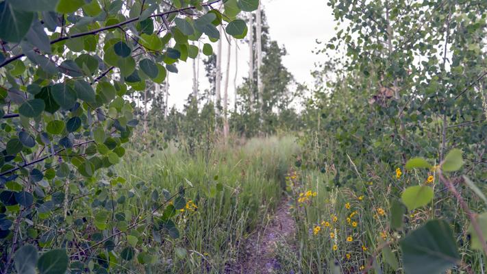 Can Pando survive? PBS documentary explores unique nature, fate of ...
