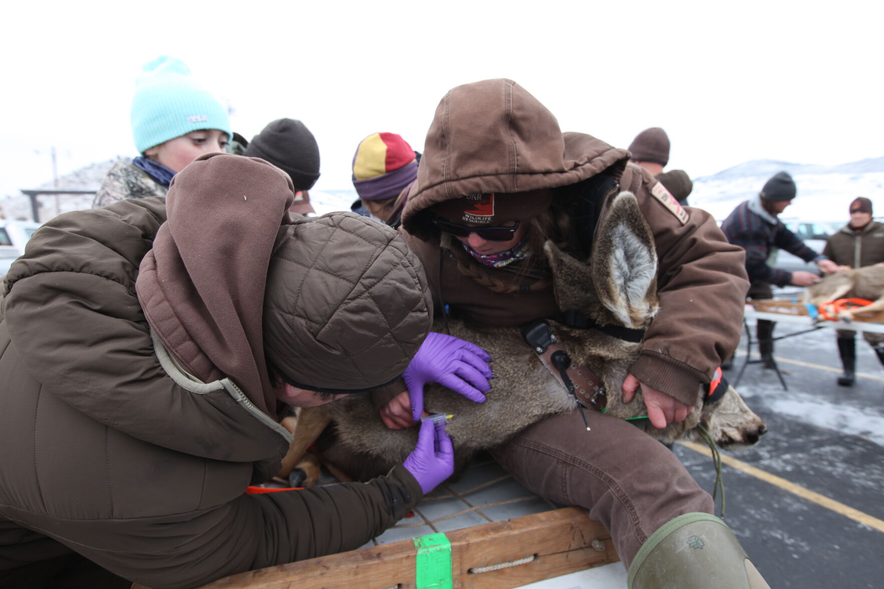 Utah wildlife officials capture more than 1,400 big game animals for ...