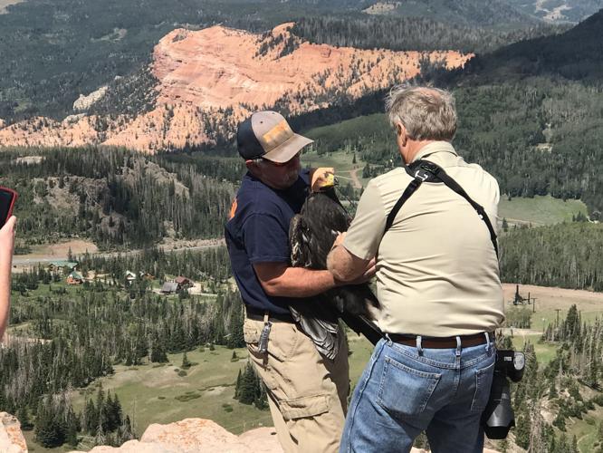 Golden eagle carries prayers to the heavens after Brian Head Fire ...