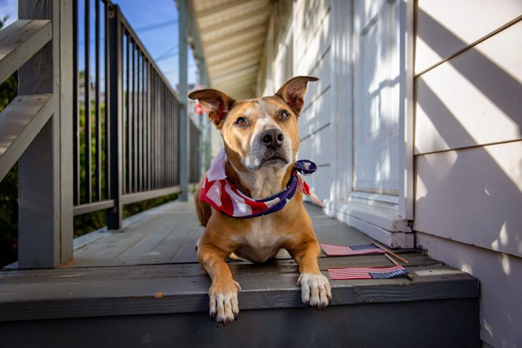How to keep furry friends safe amid Southern Utah's July 4th ...